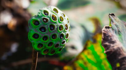 Trypophobie : cause, origine, test, symptômes, traitement de la phobie ...