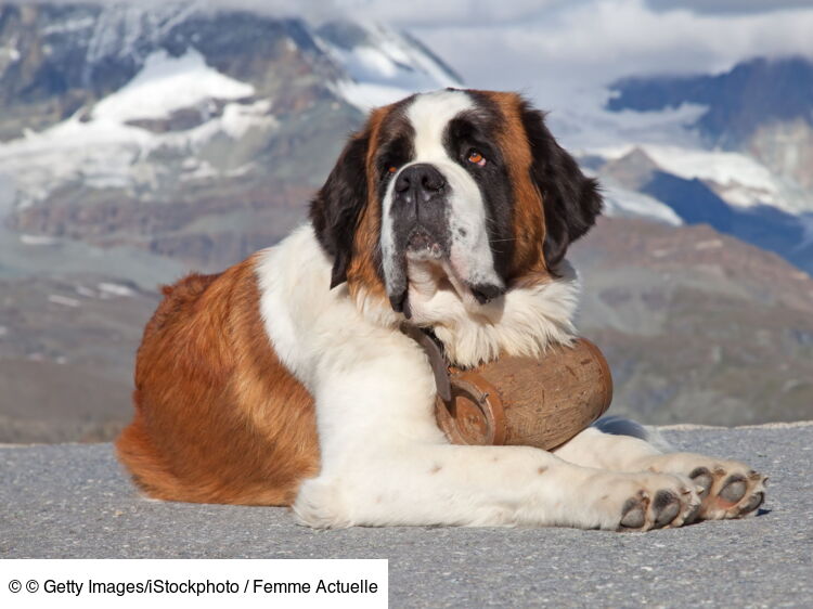 Le saint-bernard, un chien de montagne au grand cœur : Femme Actuelle Le MAG