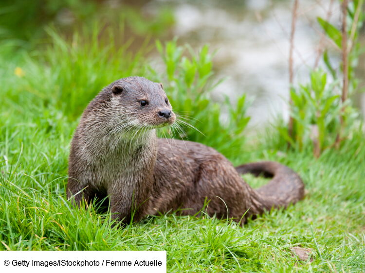 À la découverte de la faune sauvage de la Brière : Femme Actuelle Le MAG