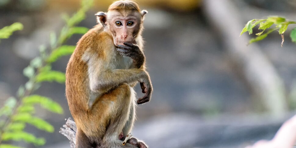 Le macaque : du dieu-singe aux résidents du rocher de Gibraltar : Femme ...