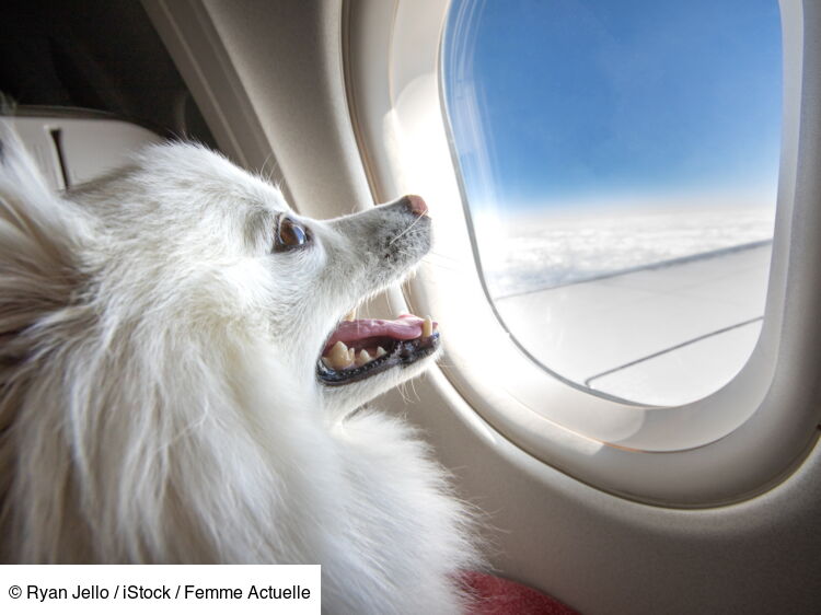 Voyager en avion avec son animal va coûter plus cher avec cette ...