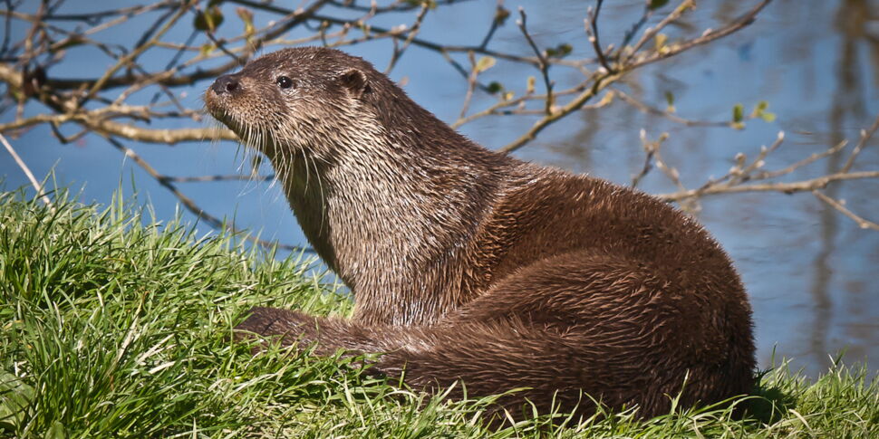 France : à la découverte des espèces animales protégées du Massif ...