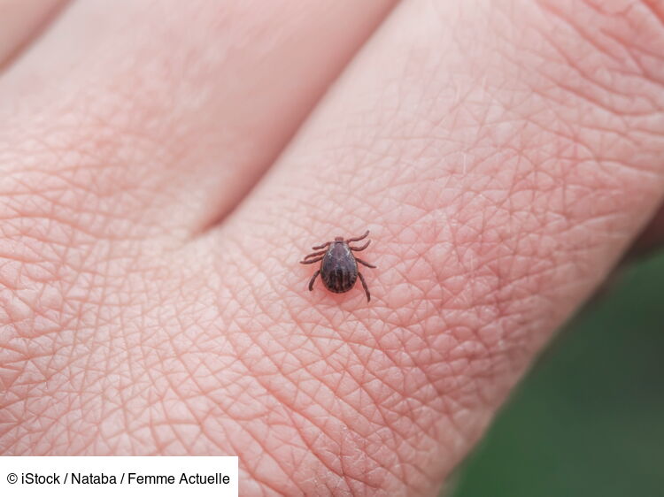 Piqûre de tique : que faire et comment réagir si vous y êtes confrontés ...