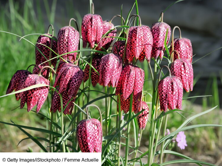 Les plus jolies fleurs à clochettes à planter pour égayer votre jardin ...