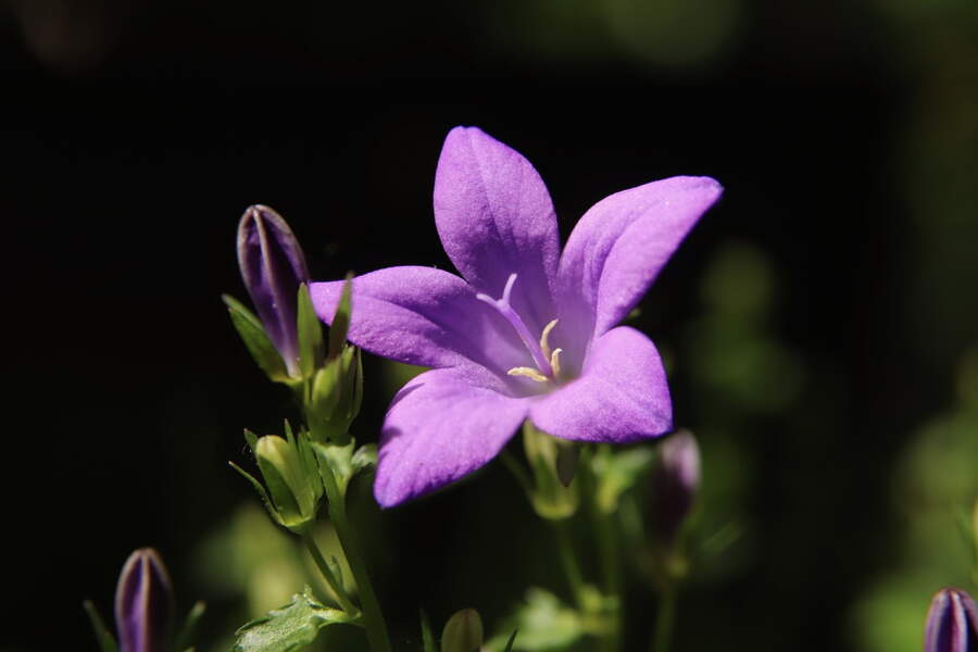7 arbustes à clochettes faciles à cultiver pour égayer votre jardin ...
