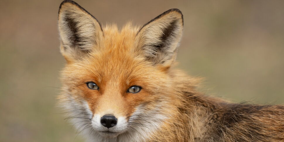 La véritable nature du renard va vous étonner : Femme Actuelle Le MAG