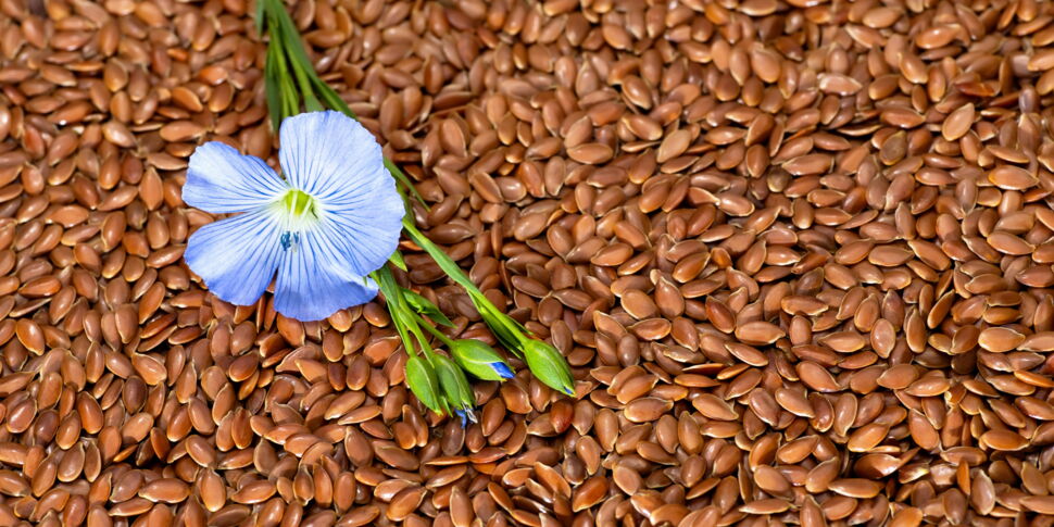 Le lin, cette plante utilisée pour ses graines et ses fibres : Femme ...