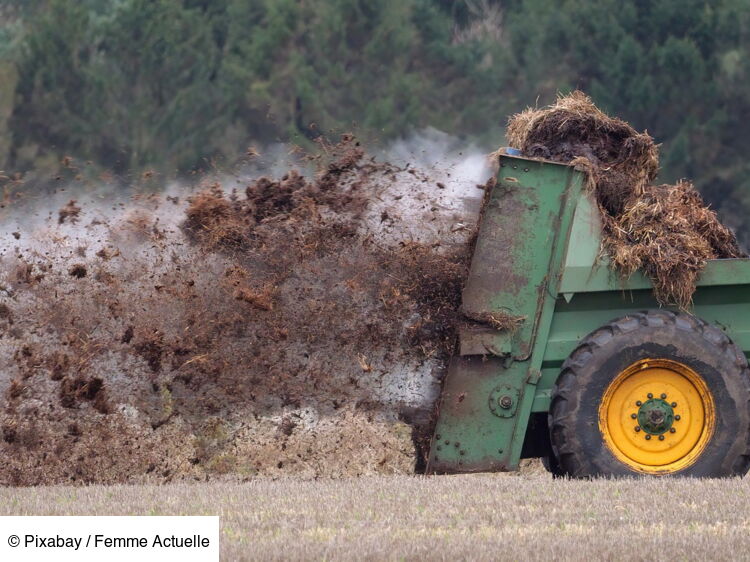 Arnaque au fumier : l'escroc prétendait pouvoir tirer du purin des ...