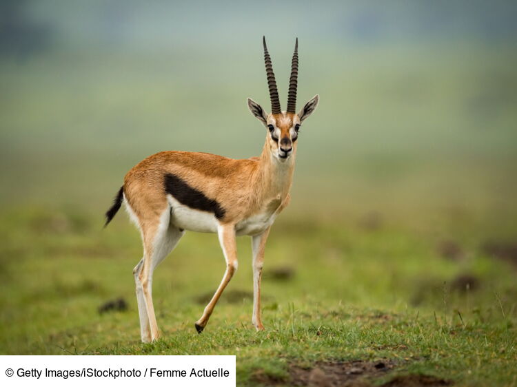 La gazelle de Thomson, une antilope gracieuse et agile : Femme Actuelle ...