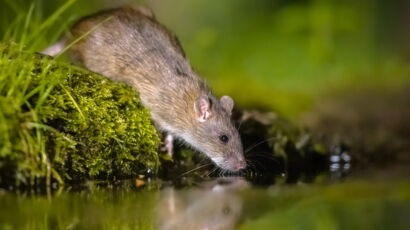 Staphylocoque doré : transmission, symptômes, traitements, risques ...