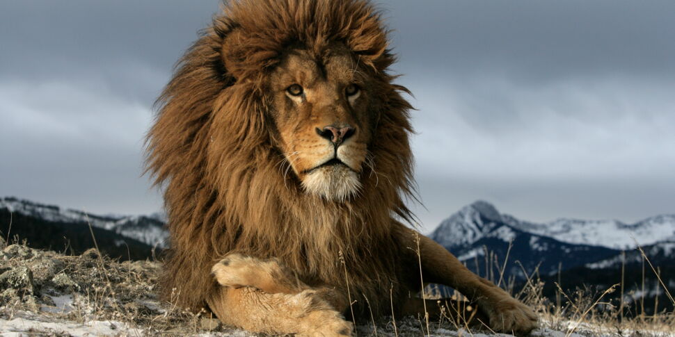 Le lion d'Atlas, le maître des lieux au Maroc : Femme Actuelle Le MAG