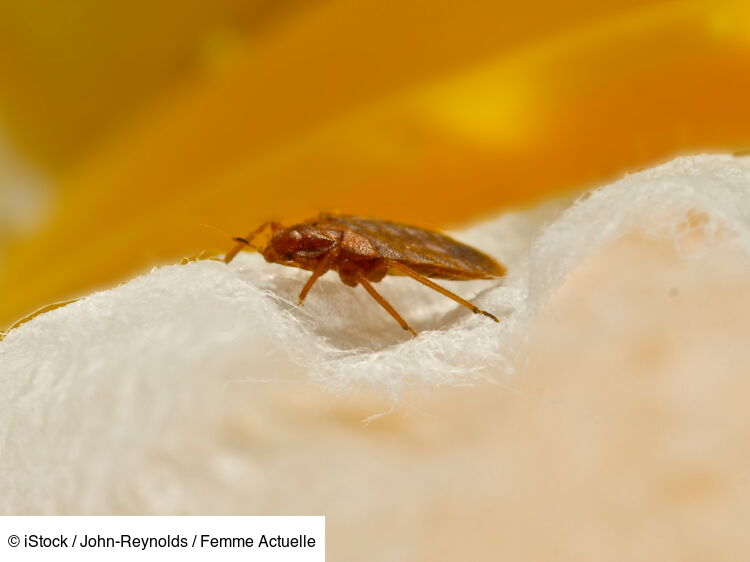 Punaises de lit : voici pourquoi les infestations sont plus nombreuses ...