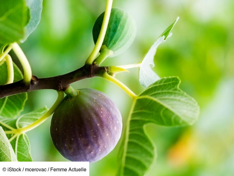 Figuier : quand le tailler et comment s’y prendre ? : Femme Actuelle Le MAG