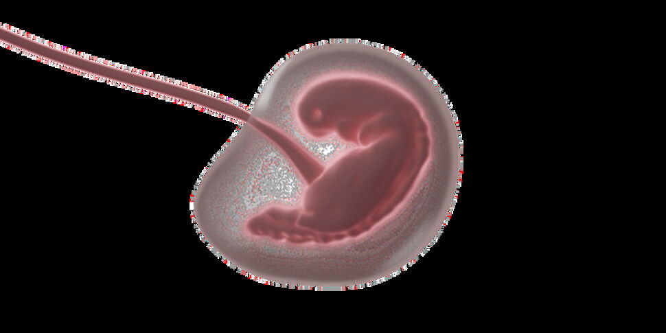 Embryon : définition, différence avec le foetus, développement : Femme ...