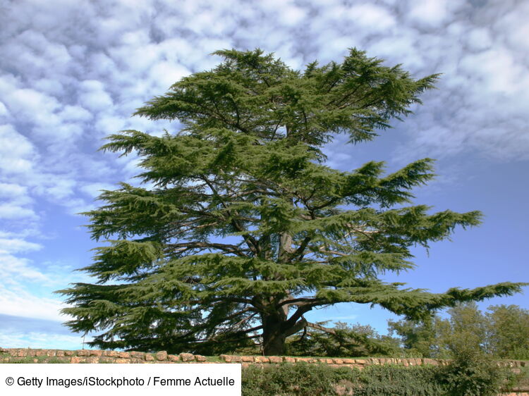 Anti-insecte, parfum, peau sèche...: le cèdre, un arbre aux ...