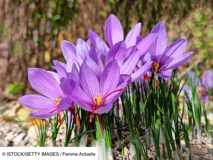 Teinture végétale : 6 plantes pour teindre ses textiles : Femme ...