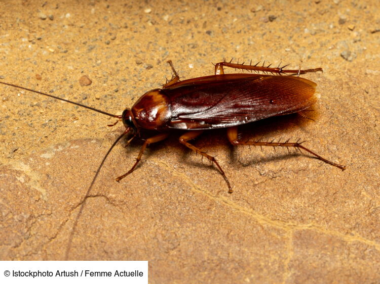 Cafards : l'astuce pour les repousser grâce à 2 ingrédients : Femme ...