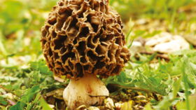 Risotto aux morilles facile et rapide : découvrez les recettes de ...