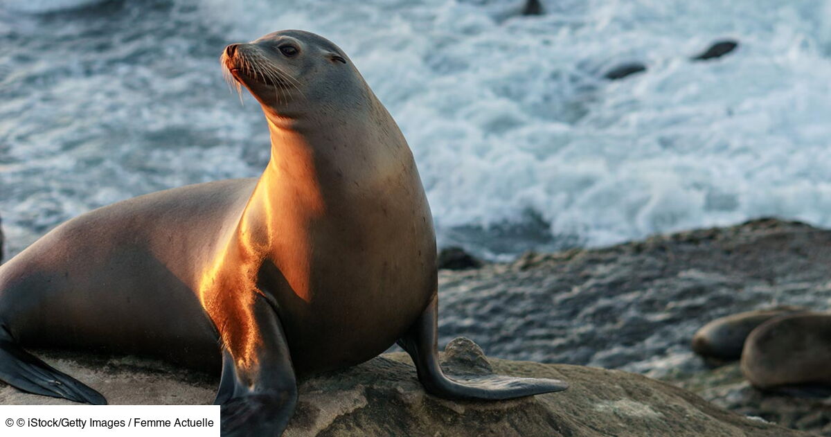 Tout savoir sur le phoque moine : Femme Actuelle Le MAG