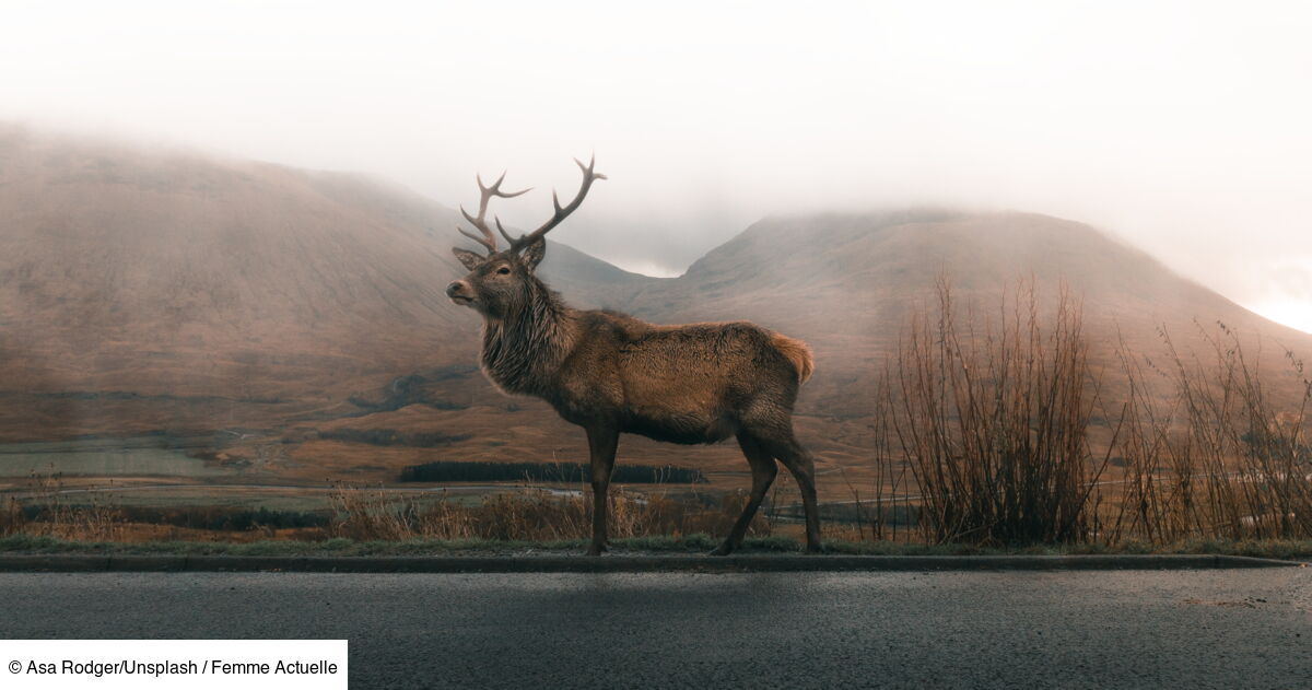 Tout savoir sur le cerf : Femme Actuelle Le MAG