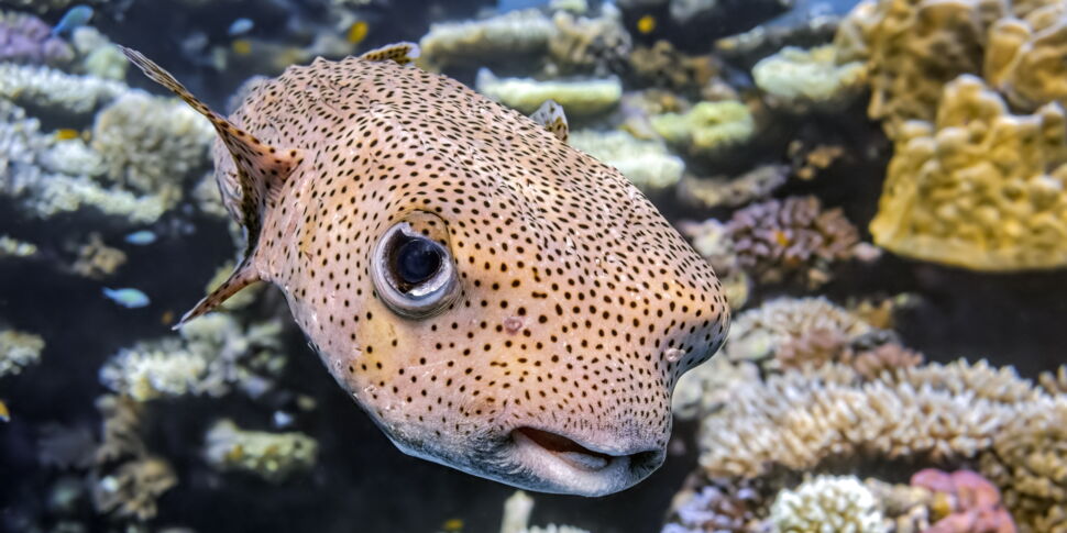 Tout savoir sur le diodon : Femme Actuelle Le MAG