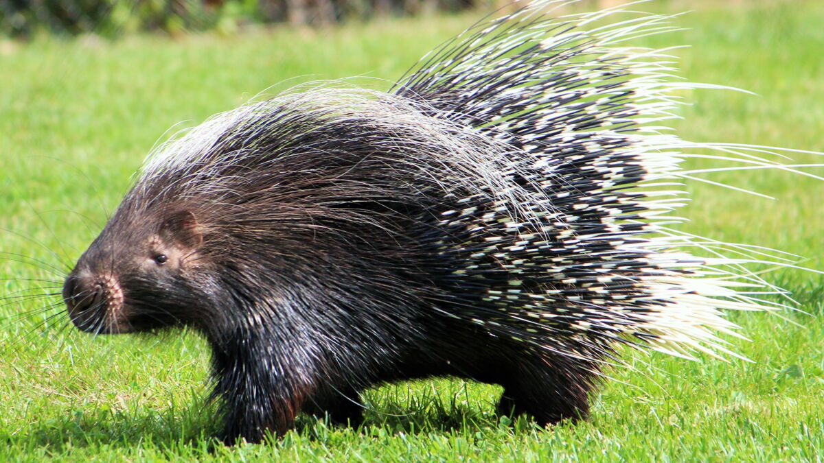 Piquants De Porc épic