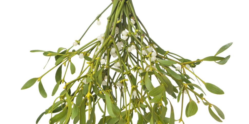 Tout savoir sur le gui : Femme Actuelle Le MAG