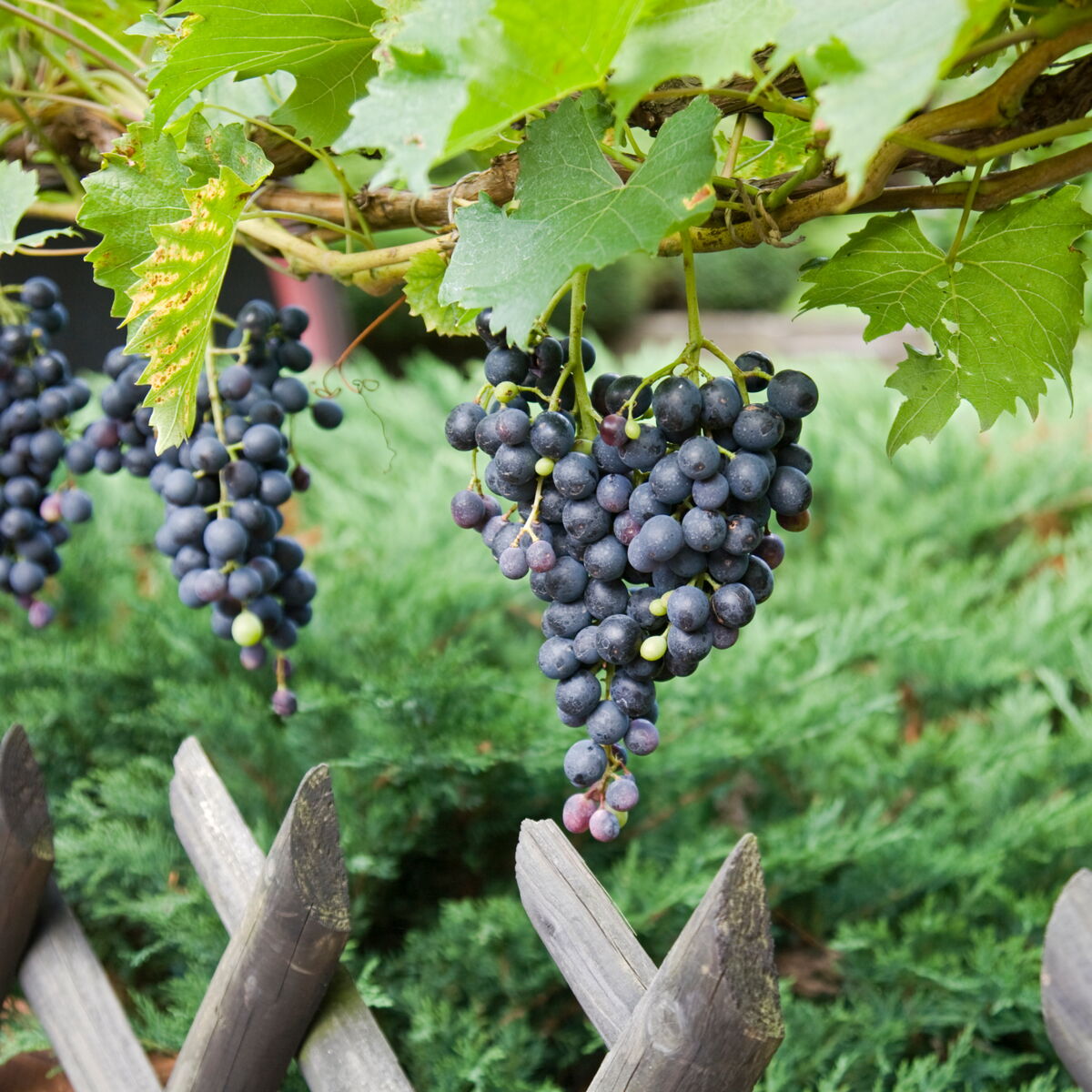 Jardin Bien Planter Sa Vigne Au Jardin