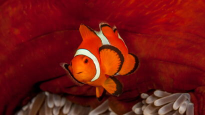 Tout savoir sur les poissons rouges : Femme Actuelle Le MAG