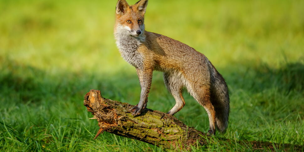 Le renard, le blaireau, le raton laveur… : des animaux classés ...