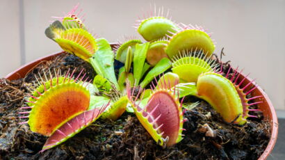Plante Carnivore Pour Moustique