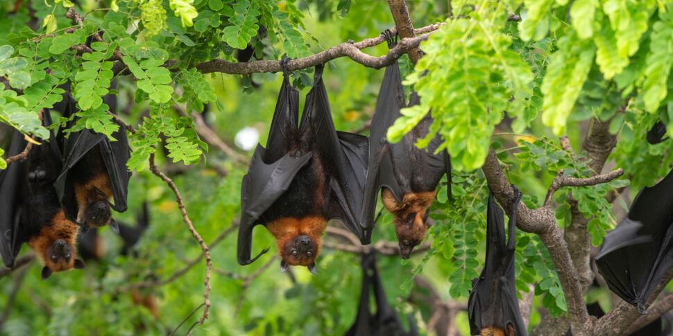 Découvrez la chauve-souris, cet animal super doué : Femme Actuelle Le MAG