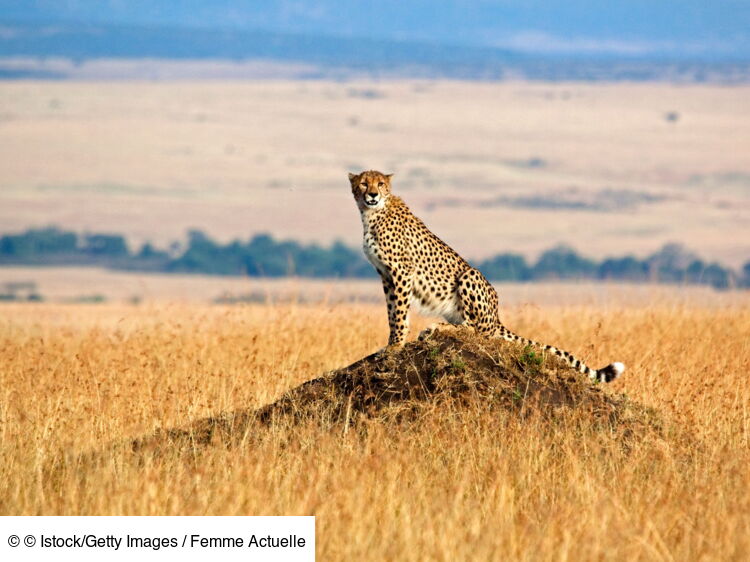 Tout Savoir Sur Le Guépard Une Espèce Menacée D Extinction Femme