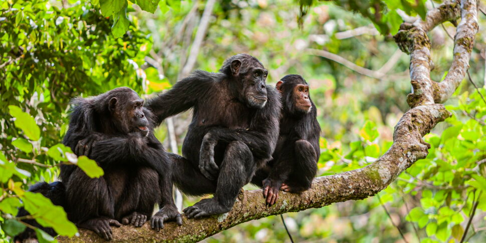 Le chimpanzé, le singe le plus proche de l'homme : Femme Actuelle Le MAG