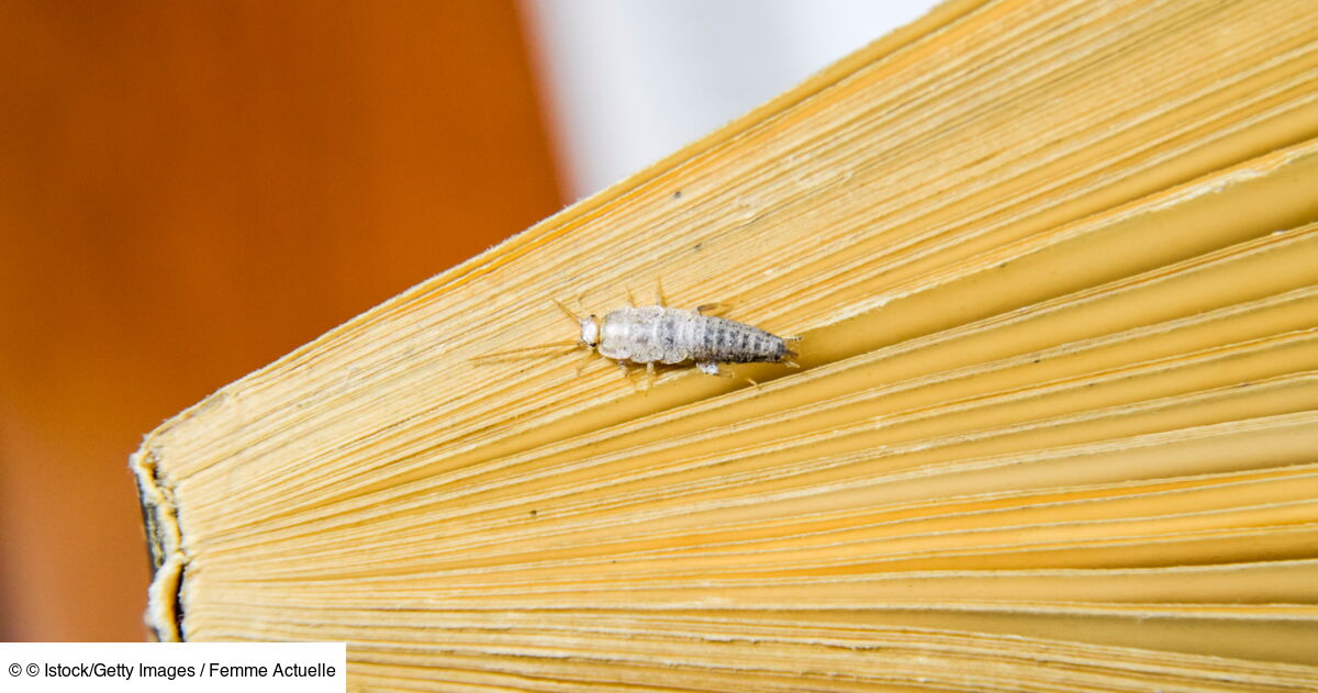 5 astuces pour se débarrasser des poissons d’argent : Femme Actuelle Le MAG