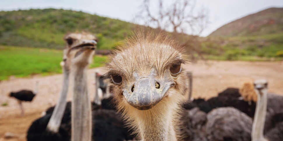 L'autruche, un animal vénéré dans bien des cultures : Femme Actuelle Le MAG