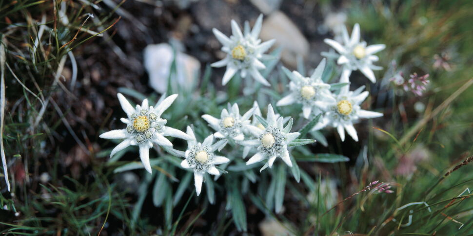 L'edelweiss, la fleur qui vous soigne et vous rend belle ! : Femme ...