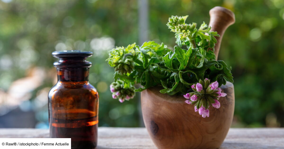 Géranium citronnelle : plantation, utilisation, entretien, toxicité ...