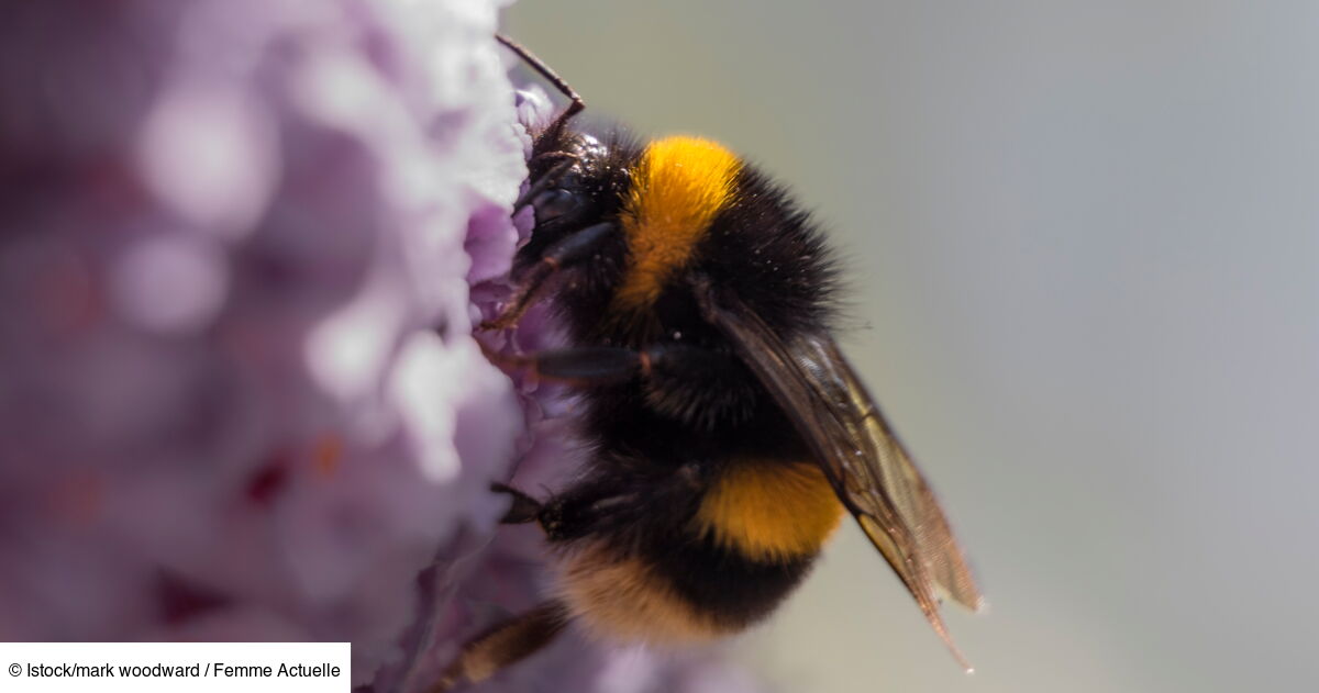 Piqûre de bourdon : que faire ? Comment la soulager ? : Femme Actuelle ...