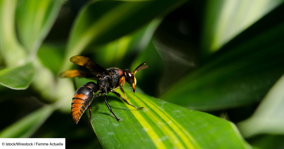 Piqûre de frelon asiatique : comment la reconnaître et quels sont les ...