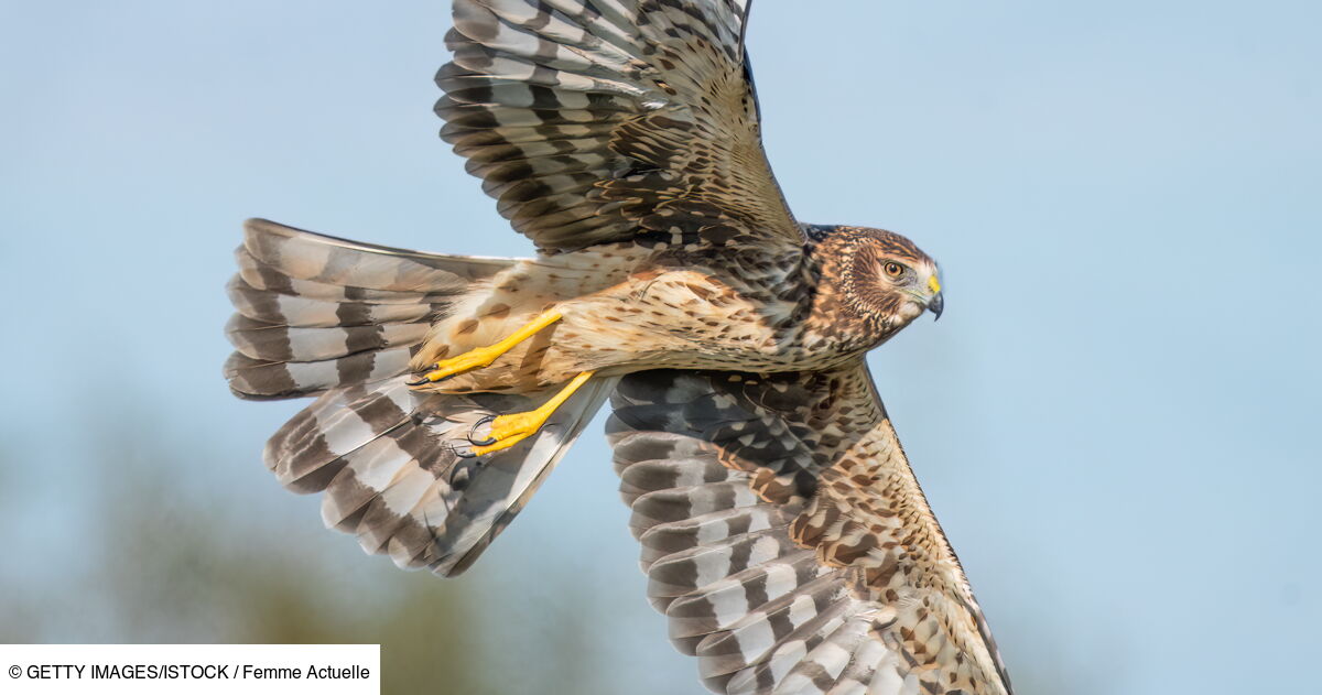 La faune du parc naturel régional Normandie-Maine : entre bocages et ...