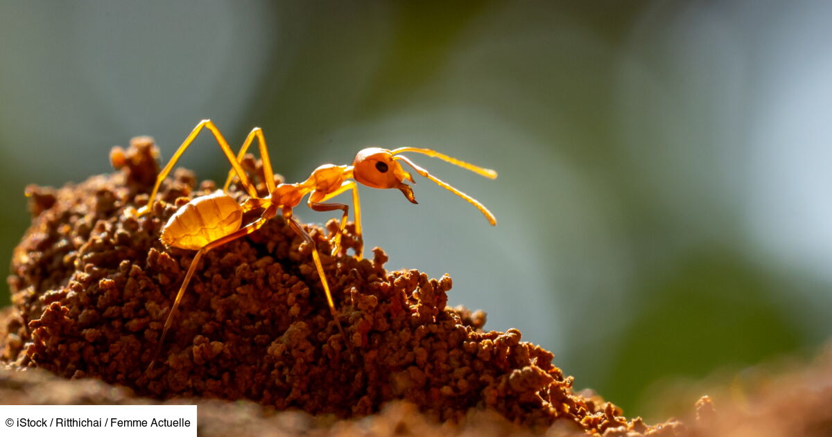 Piqûre de fourmi : comment la reconnaître et que faire ? : Femme ...