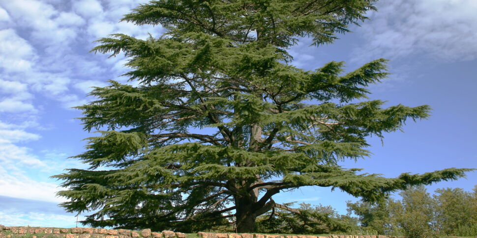 Anti-insecte, parfum, peau sèche...: le cèdre, un arbre aux ...