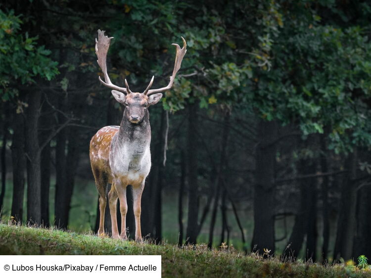 Cerf zombie : que sait-on de cette maladie très contagieuse qui ...