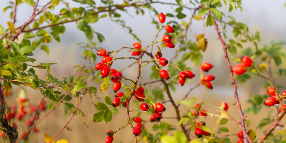 Le cynorrhodon, ce fruit fait le plein de vitamine C : Femme Actuelle ...