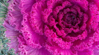 Chou rouge : quels sont ses bienfaits et comment le préparer ? : Femme ...