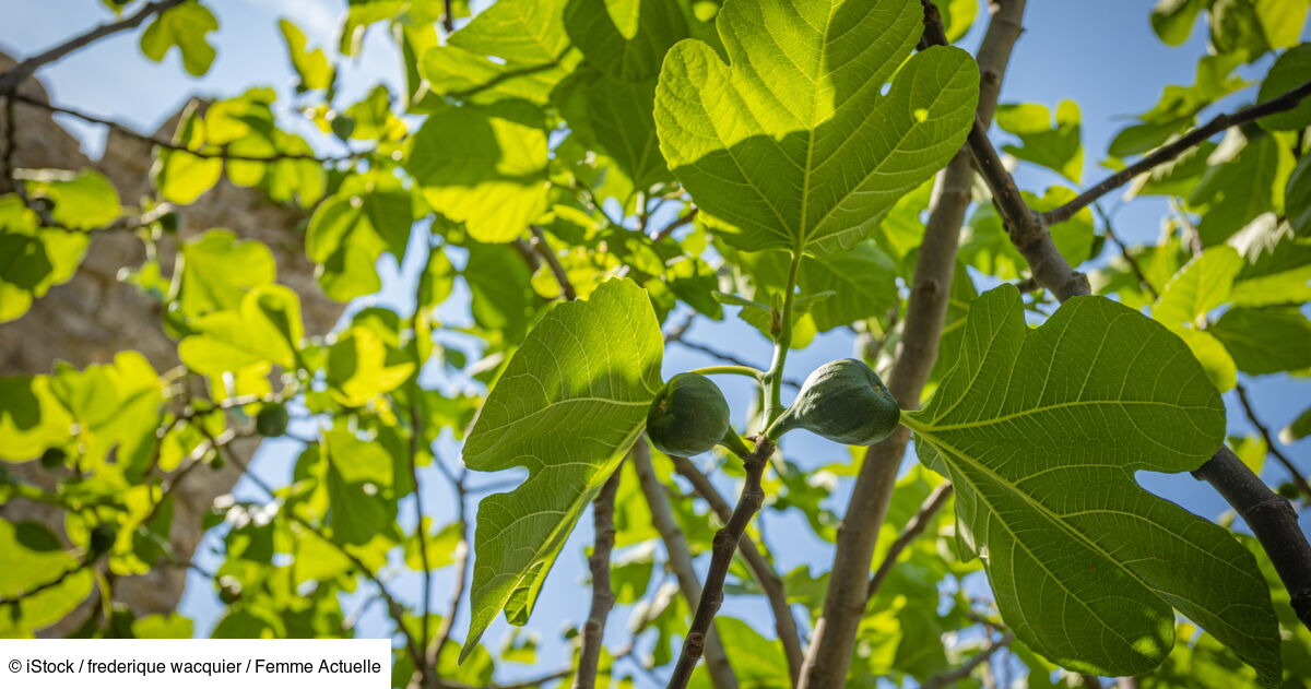 Feuille de figuier : quels sont ses bienfaits et comment l’utiliser ...