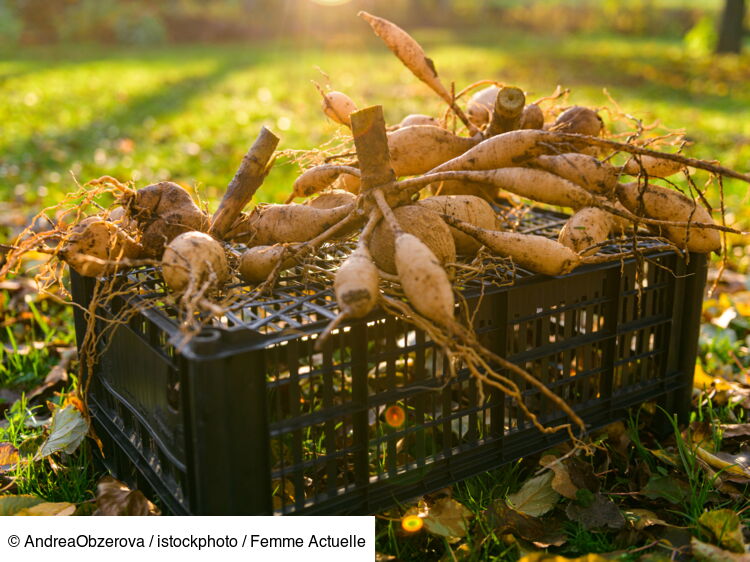 Bulbes de dahlia : quand les planter pour avoir de belles fleurs ...