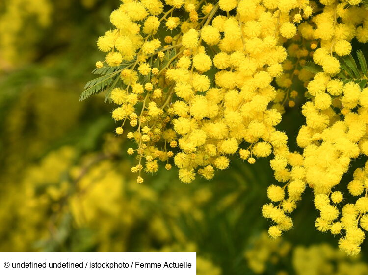 Quand et comment tailler un mimosa ? : Femme Actuelle Le MAG
