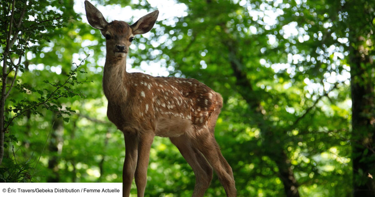 "Bambi, l'histoire d'une vie dans les bois" : 3 bonnes raisons d'aller ...